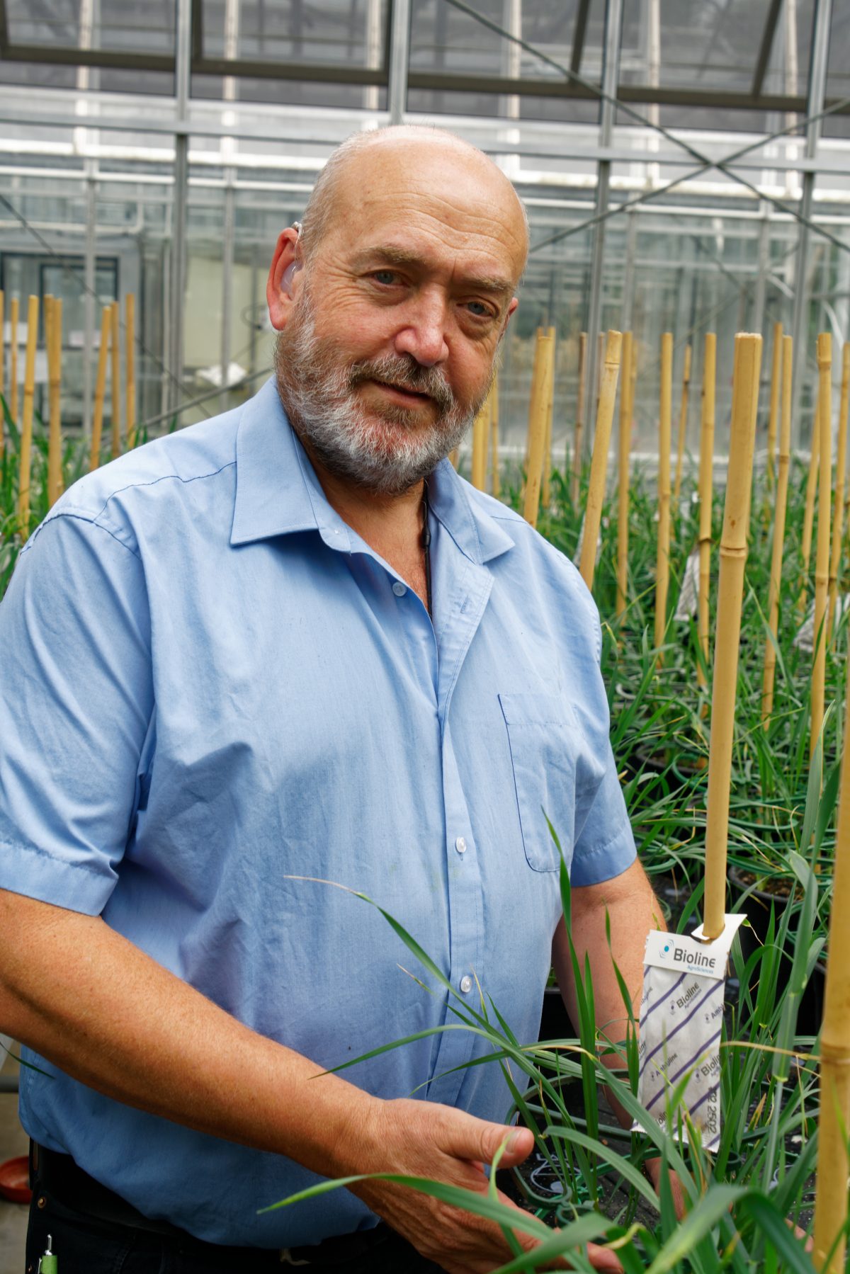 Secondary legislation for precision-bred crops welcomed by project ...